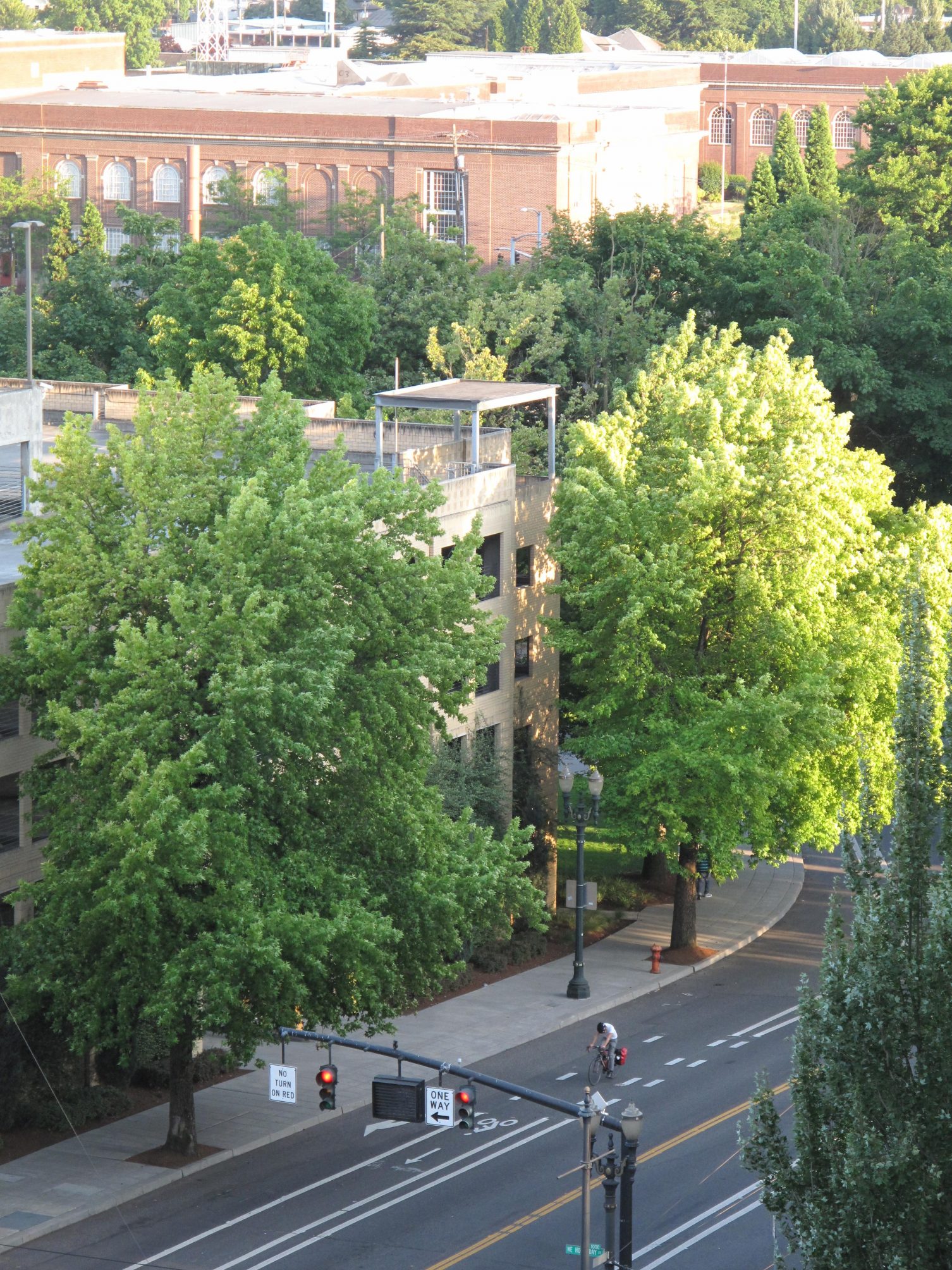 How to choose trees to be planted near buildings - Barcham Pro