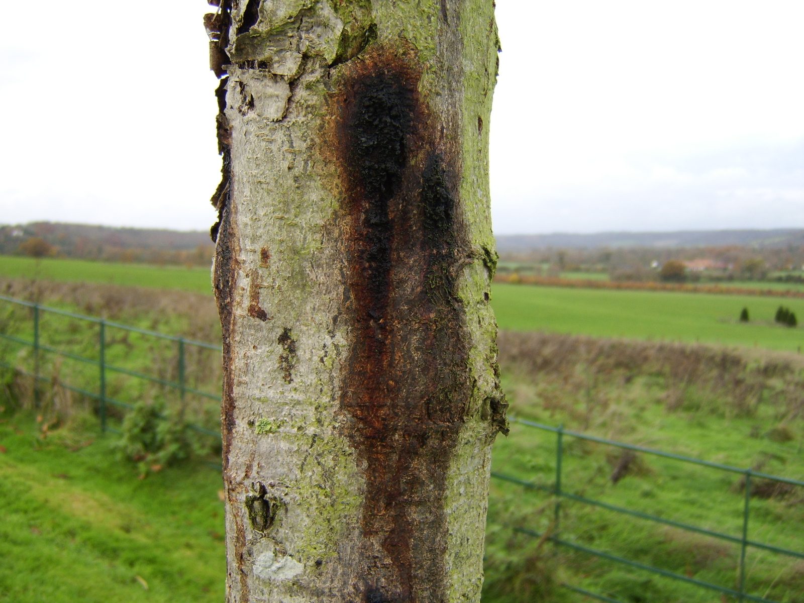 Horse chestnut canker - Barcham Pro