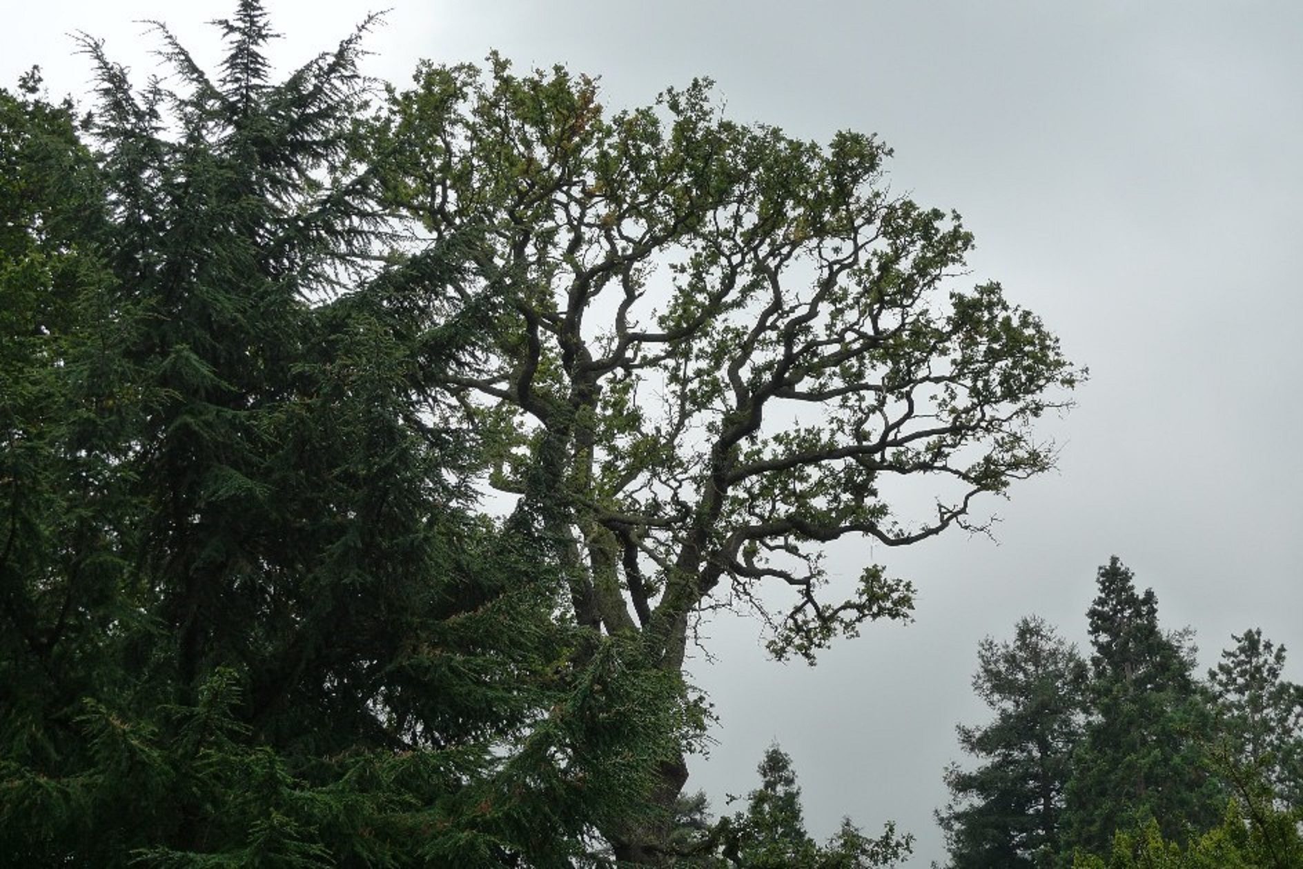 Acute Oak Decline - Barcham Pro