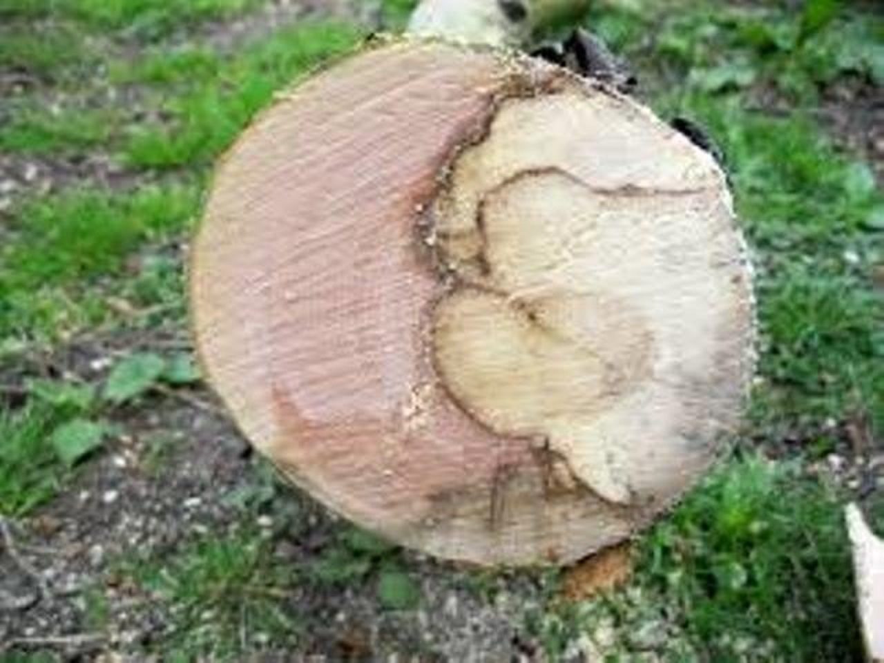 Massaria disease - Barcham Pro